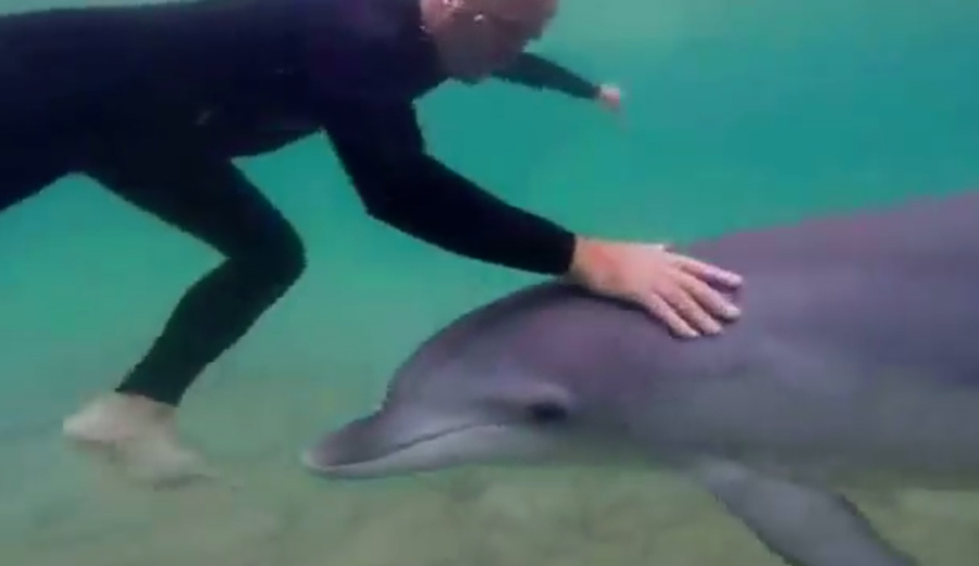 Man's Best Friend: Dolphin Plays Around In Lineup Like a Dog | The Inertia