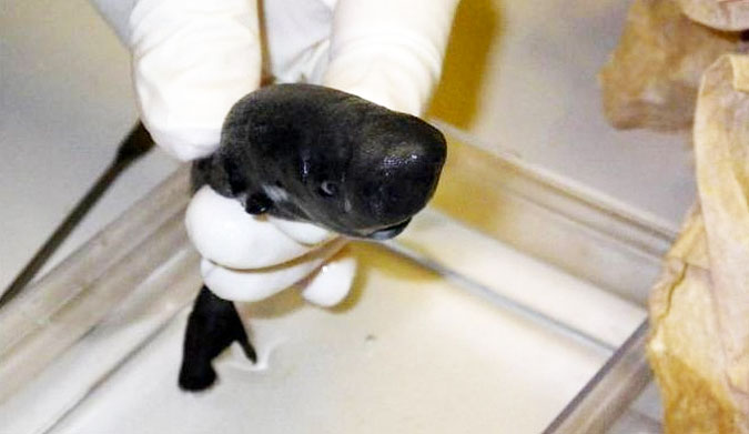 Smallest Shark In The World Ever Caught