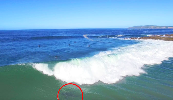 Drone Captures Oblivious Surfer Nearly Landing Right on Top of a Large Shark! | The Inertia