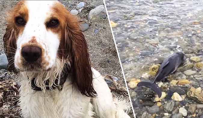 Leia The Dog Finds Stranded Baby Dolphin... and Totally Pulls a Lassie ...