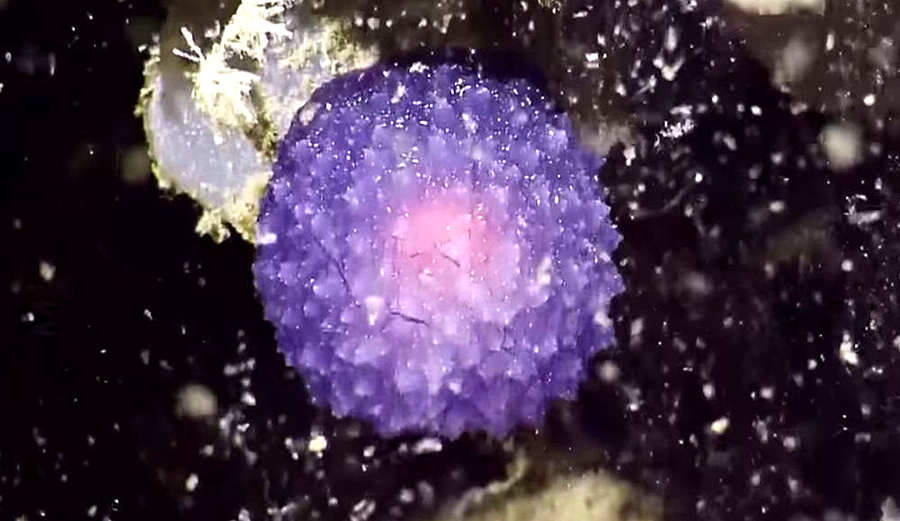 Scientists Found This Purple Blob Off the Coast of Los Angeles (And ...
