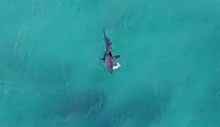 Drone Footage Taken Just 65-Feet From Australia's Bondi Beach Shows Great White Chomping on Fish ...