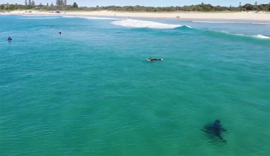 This Drone Footage of Shark Stalking Surfers in New South Wales Is Ultra Creepy | The Inertia