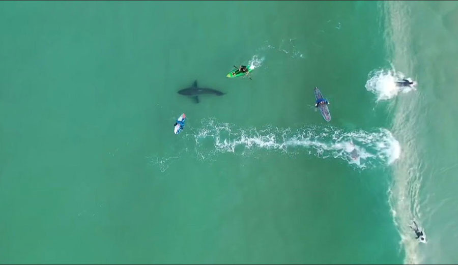 Drone Footage Shows Huge Great White Shark Swimming Beneath Oblivious Surfers In South Africa ...