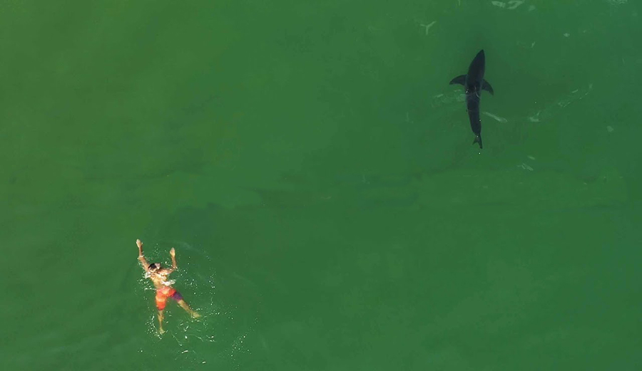 Drone Footage Shows Swimmer in an Eerily Close Encounter With a Great White Shark | The Inertia