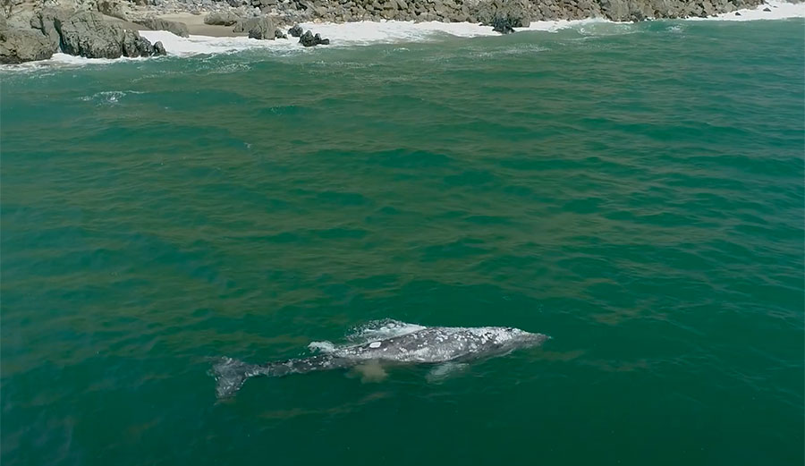 Gray Whales Surface Right Next to a California Highway