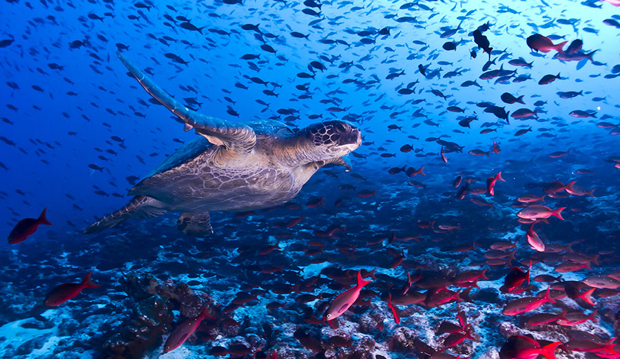 How Marine Protected Areas Help Safeguard the Ocean