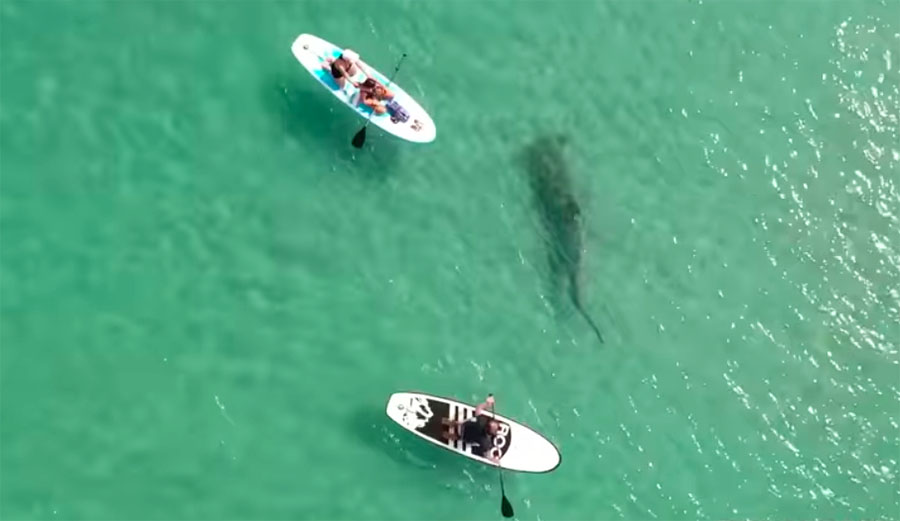 Drone Operator Captures Footage of Hammerhead Shark Checking Out SUPs | The Inertia
