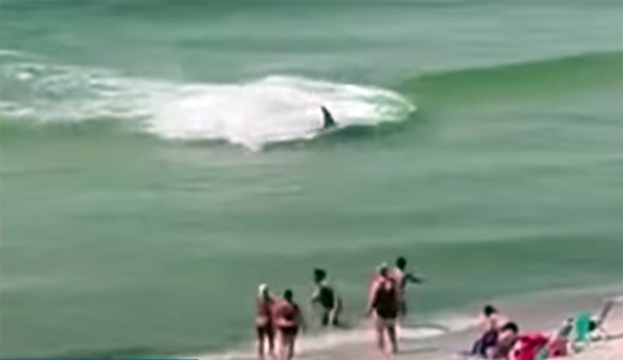 Yes, Sharks Sprint: Large Hammerhead Gives Beachgoers Biology Lesson Just Feet From Shore | The ...