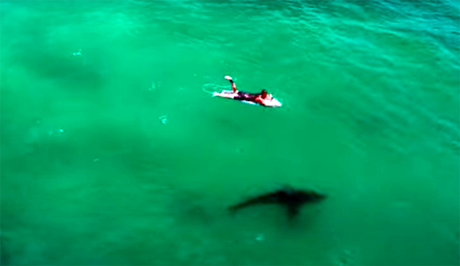 Drone Photographer Explains the Most Unnerving Shark-Surfer Interactions | The Inertia
