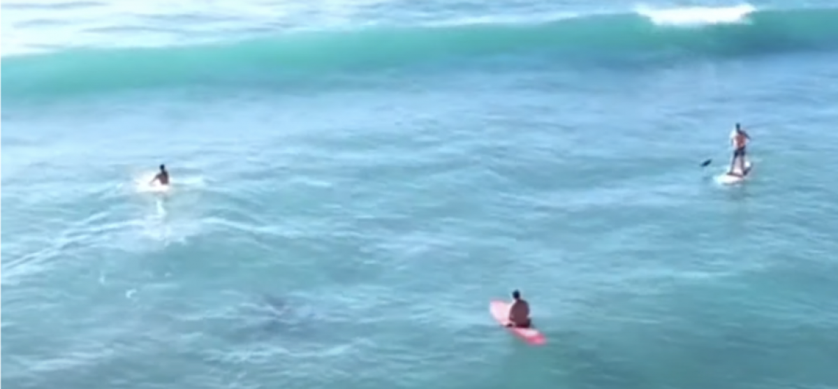 Drone Captures Giant Shark Swimming Amongst Surfers at Ewa Beach