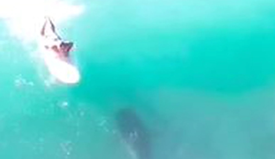 Shark Spotted Swimming With Surfers Near Honolulu | The Inertia