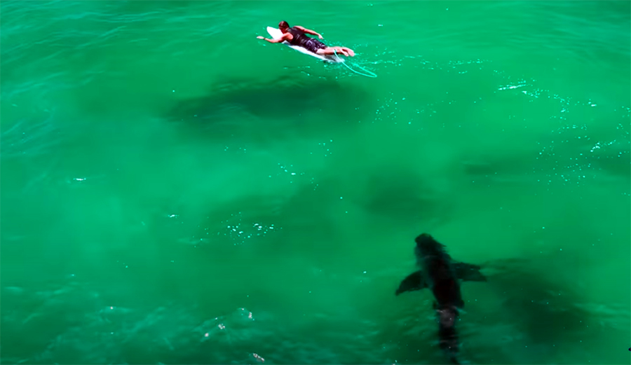 Surfer Talks About Close Encounter With Great White Shark | The Inertia