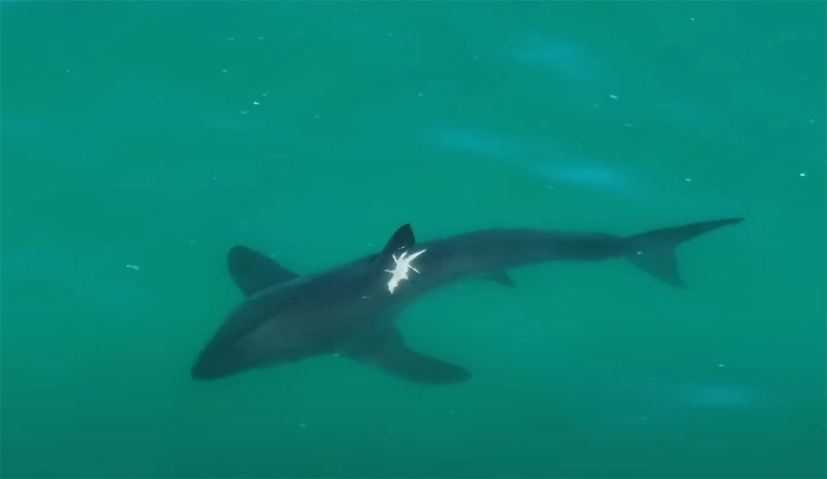 Great White Sharks Have Some Amazing Survival Abilities