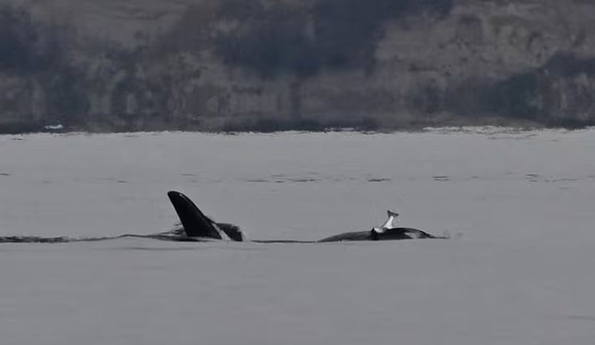 Killer Whale Spotted Wearing Dead Salmon as a Hat