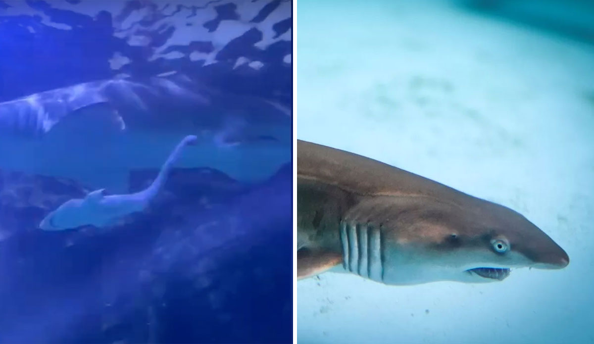 Grey Nurse Shark Birth Caught on Camera in This Rare Footage