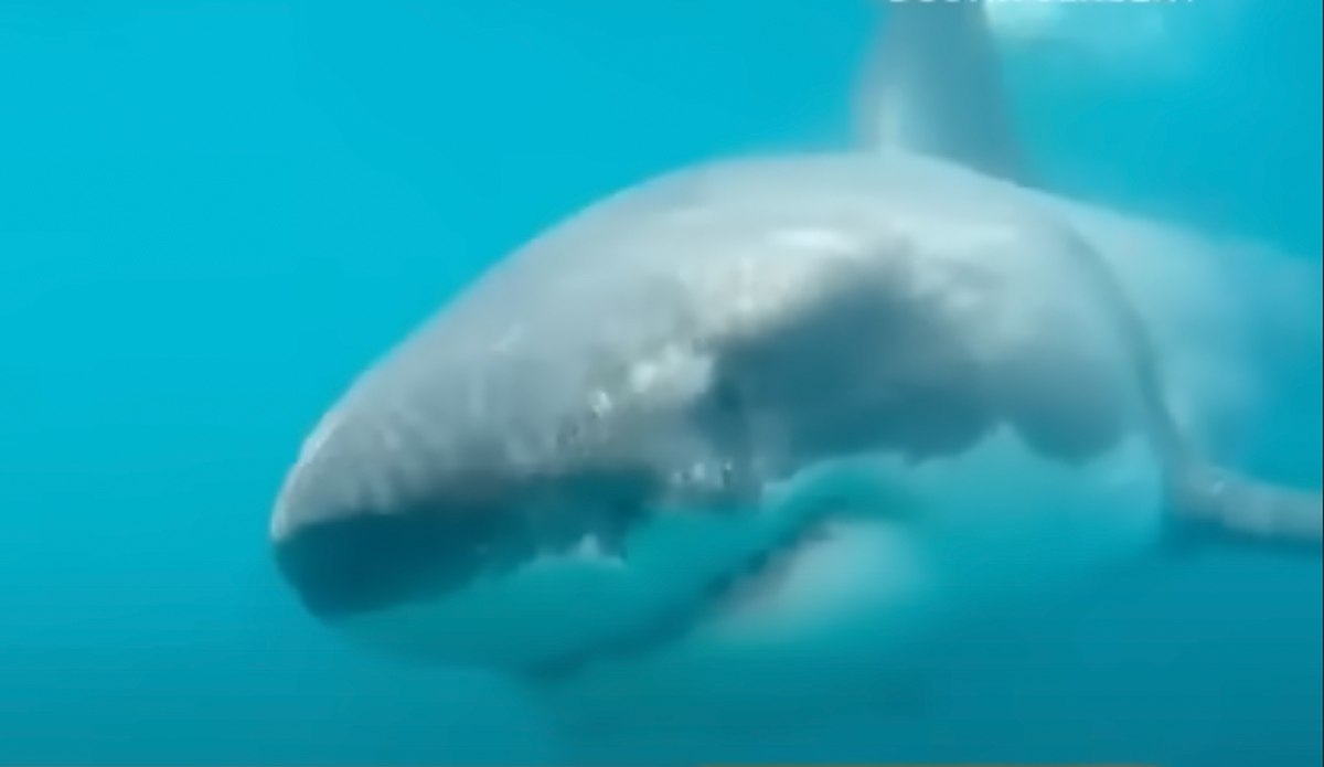 San Diego Fishermen Encounter Massive Great White Shark in Wild Video