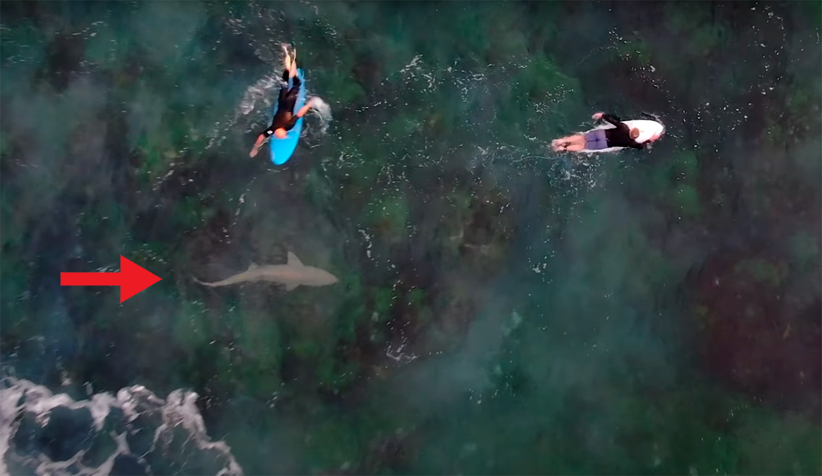 Drone Captures Footage of People's Reactions When They Notice Sharks In the Ocean
