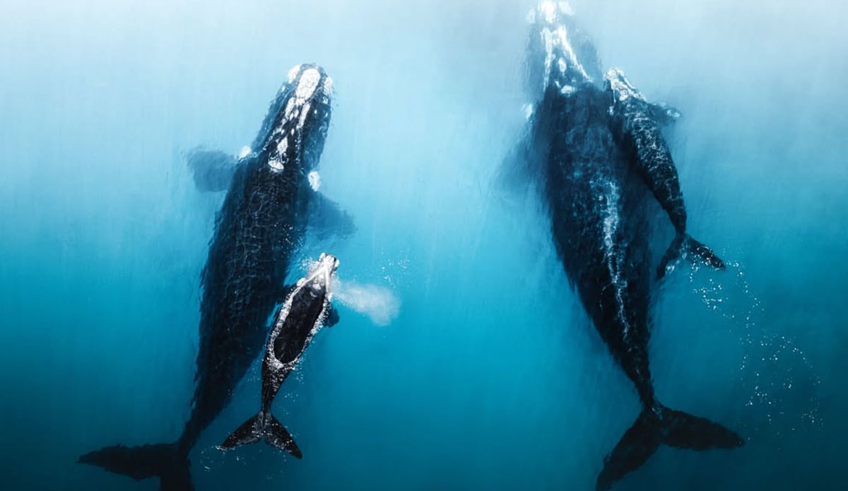 New Study Says Climate Change Linked to Reproductive Decline of ...