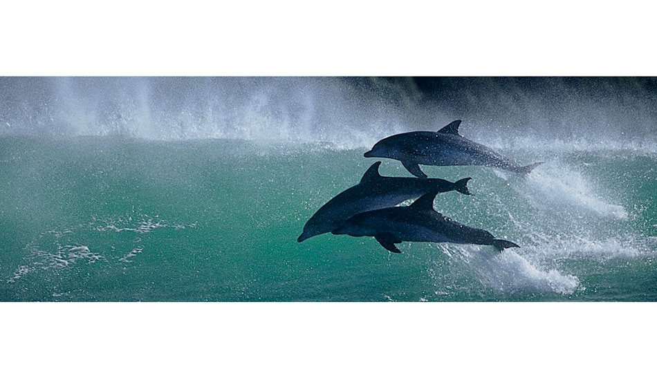 Defying Death, Dolphins, and Damn Near Perfect | The Inertia