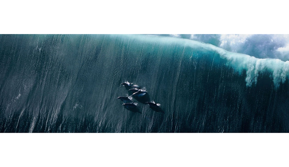 Defying Death, Dolphins, and Damn Near Perfect | The Inertia