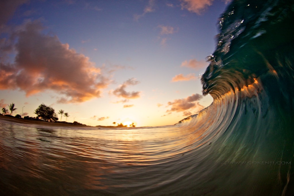 The Jellyfish Wave | The Inertia