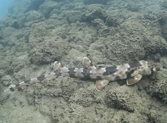 New Species of Shark Discovered | The Inertia