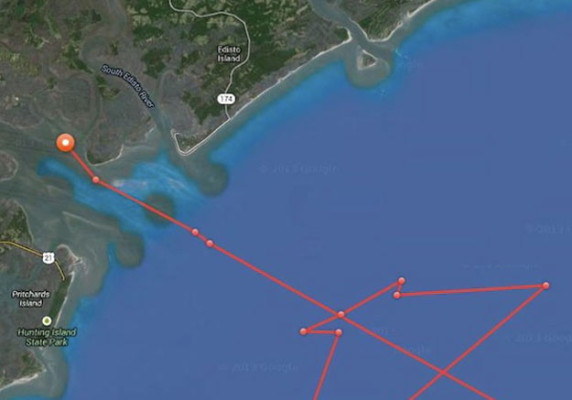 Enormous Great White Shark Travels Far into South Carolina's St. Helena ...