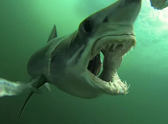 Terrifying Shark Attack Caught on GoPro | The Inertia