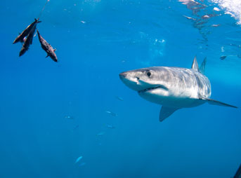 Anti-Cull Campaigners Threaten Sabotage in WA | The Inertia
