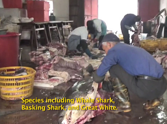 World's Biggest Shark Slaughter Exposed via Undercover Video ...