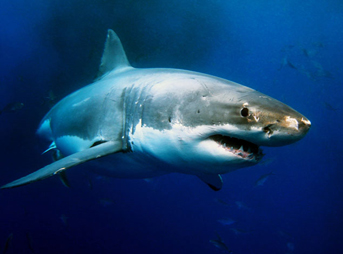 Western Australia's Shark Cull: What Else Can We Do? | The Inertia