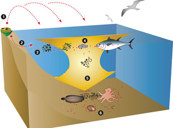 Fukushima's Radiation: Things You Need to Know | The Inertia