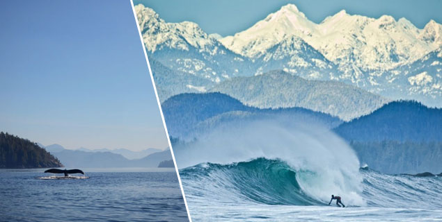 Surf Wild | The Inertia