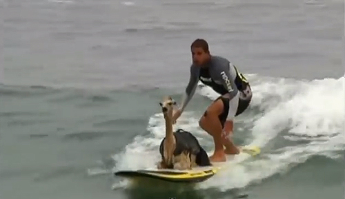 7 Hilariously Cute Videos Animals Surfing | The Inertia