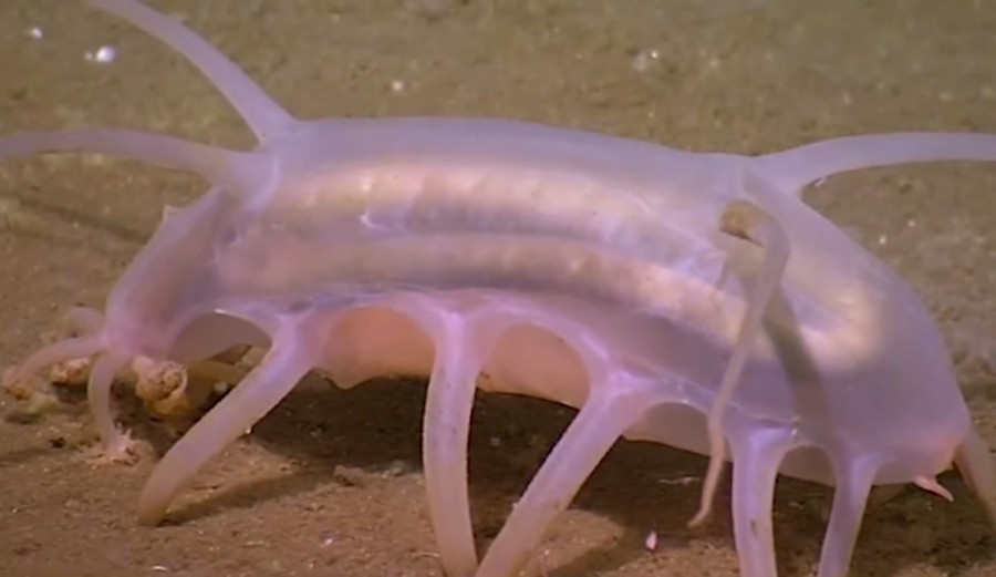 Crazy Creature of the Week: The Sea Pig | The Inertia