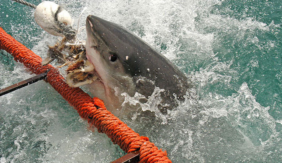 Western Australia's Shark Cull: Surfers and Non-Surfers Weigh In | The ...
