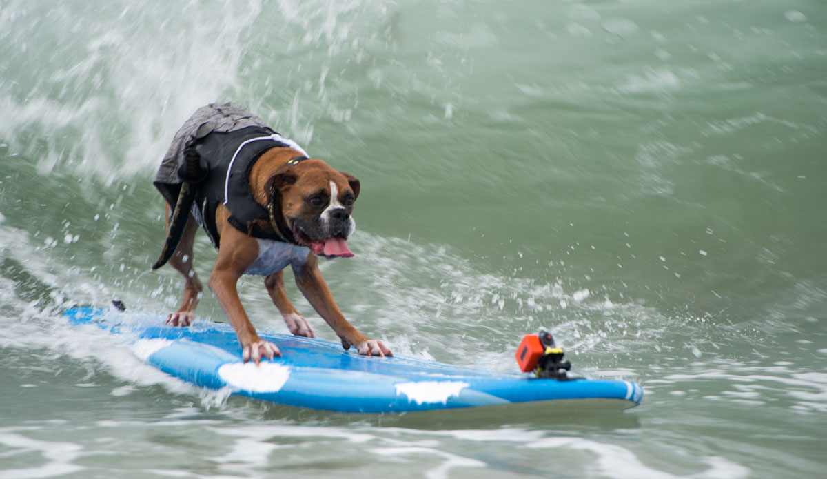 50 Ridiculously Cute Dogs Surf Imperial Beach | The Inertia