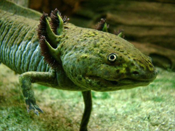 Crazy Creature of the Week: The Axolotl, or Mexican Walking Fish | The ...