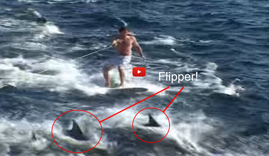 Surfing With Dolphins: Sharing The Wake With Flipper | The Inertia