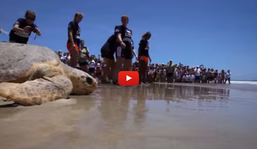 Sunday Vibes: Helping Sea Turtles Get Healthy In Rehab | The Inertia