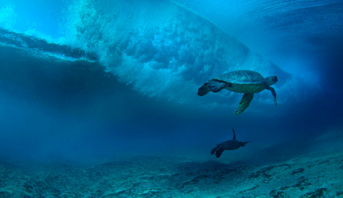 Dolphins and Turtles and Whales, Oh My! | The Inertia