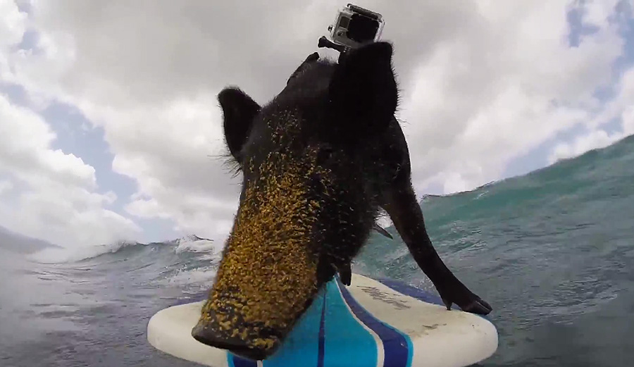 Kama The Surfing Pig Hangs Hooves at Sandy Beach, Hawaii | The Inertia