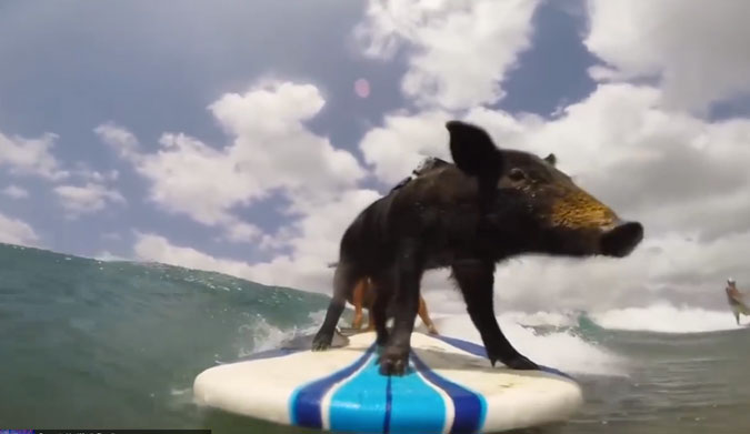 5 Must-Watch Videos of Kama the Surfing Pig | The Inertia
