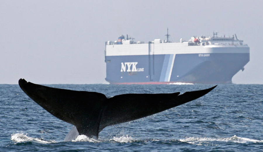 Sunday Vibes: Saving The Whales By Slowing Cargo Ships | The Inertia