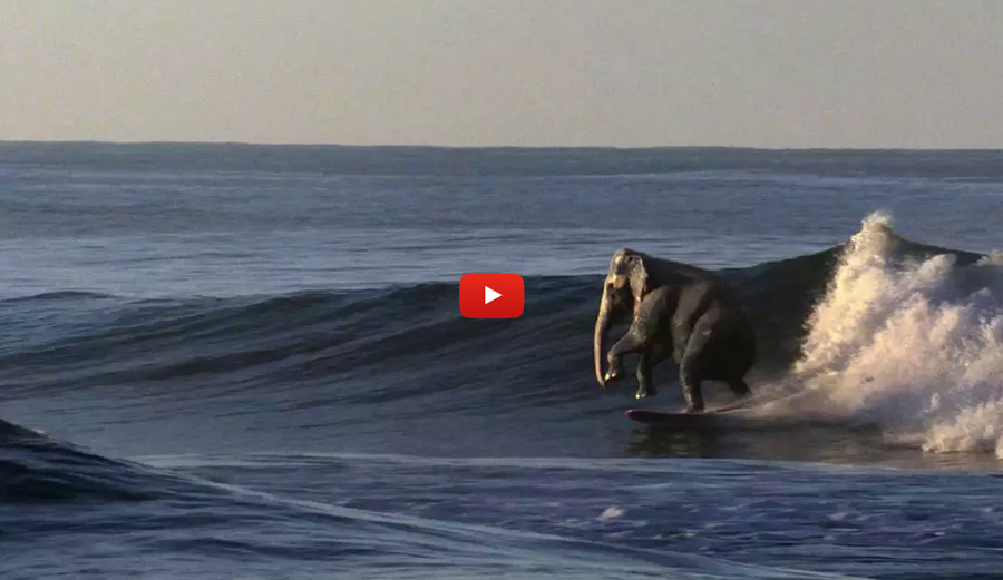 The Surfing Elephant: Dumbo Who? | The Inertia