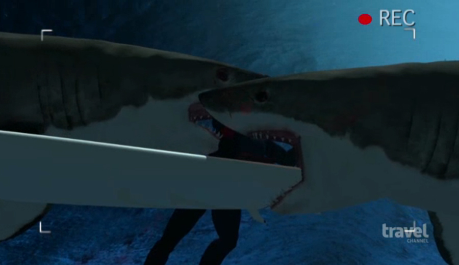 Remembering the Craziest Double Shark Attack Ever | The Inertia