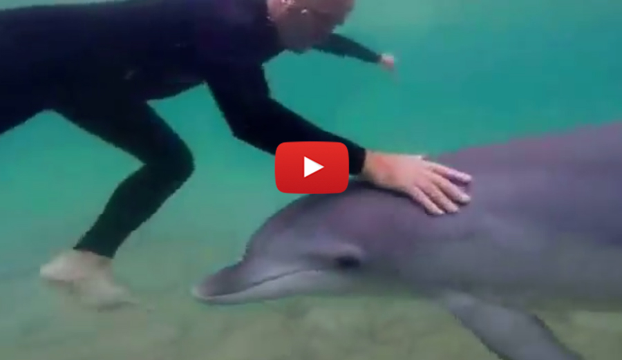 Man's Best Friend: Dolphin Plays Around In Lineup Like a Dog | The Inertia