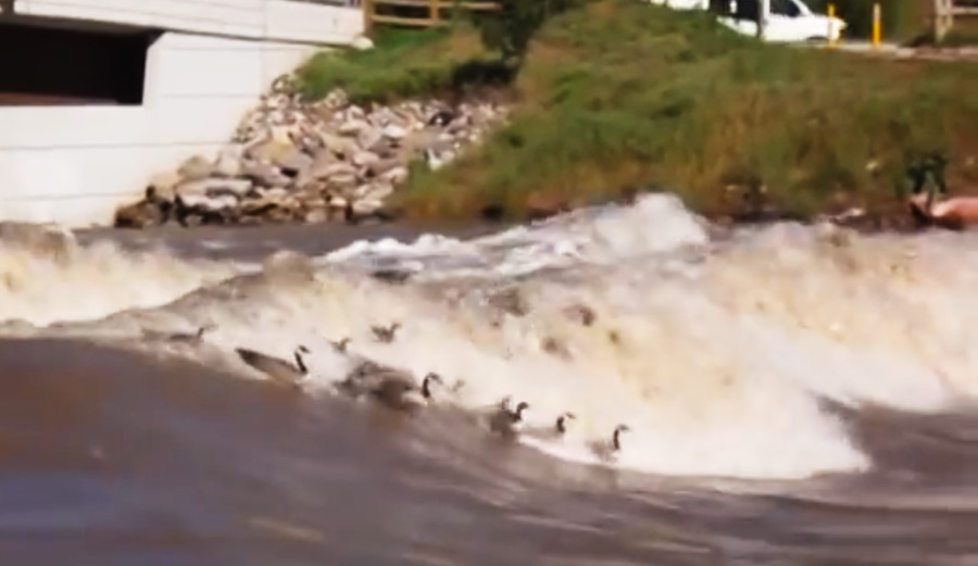 Geese Set Unofficial Party Wave World Record on Colorado River | The ...