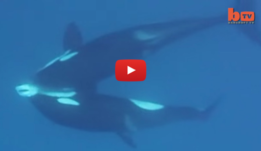 Watch These Killer Whales Hunt and Attack a Tiger Shark | The Inertia